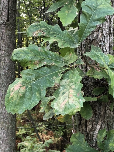 Observações de creoline · BioDiversity4All