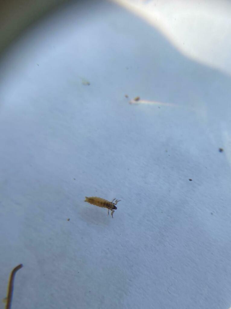 Winged and Once-winged Insects from Pirque, Región Metropolitana, Chile ...
