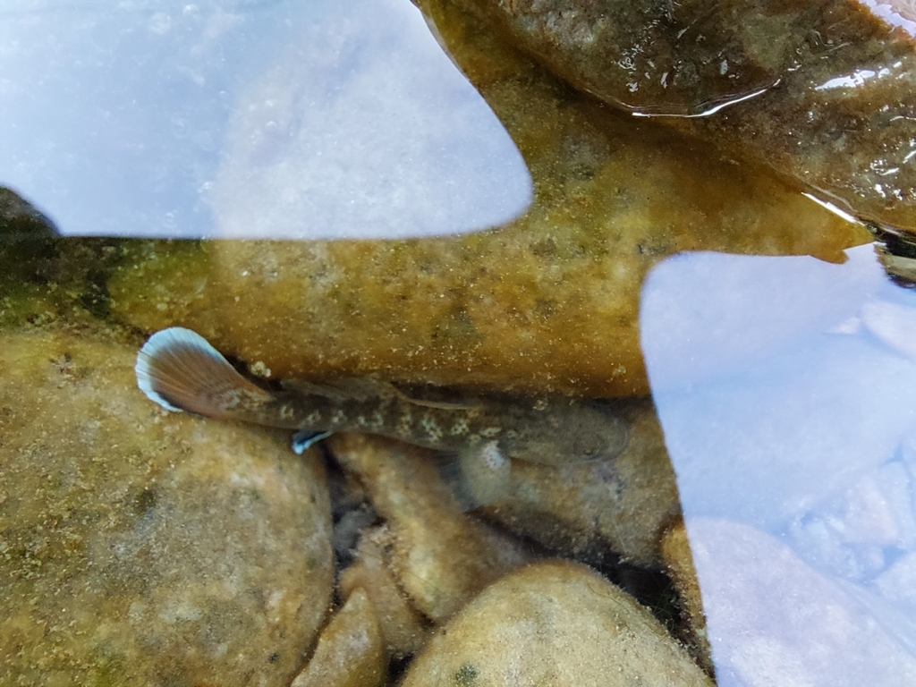 Red-spotted Goby from 413台灣台中市霧峰區桐林里 on October 2, 2022 at 05:07 PM by ...