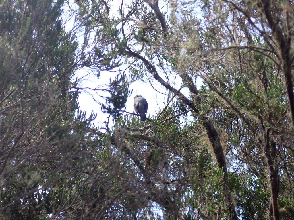 Réunion Cuckooshrike in September 2022 by Léo Vacquier · iNaturalist