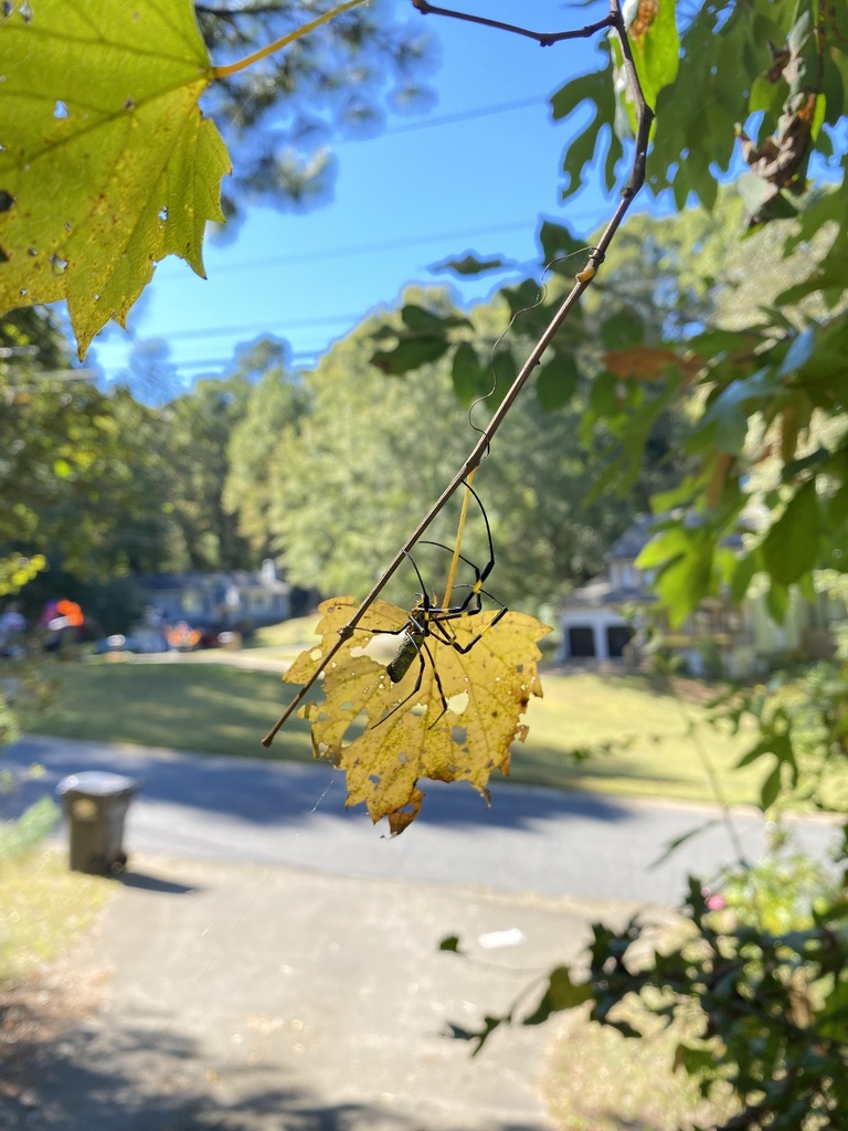 Joro Spider in October 2022 by Elizabeth Beckley-Bradford · iNaturalist