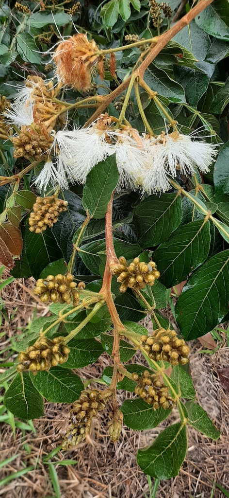 Ice-cream-bean from Slacks Creek QLD 4127, Australia on October 06 ...