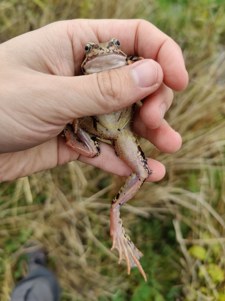 European Common Frog from Sorø, 4180 Sorø, Danmark on October 05, 2022 ...