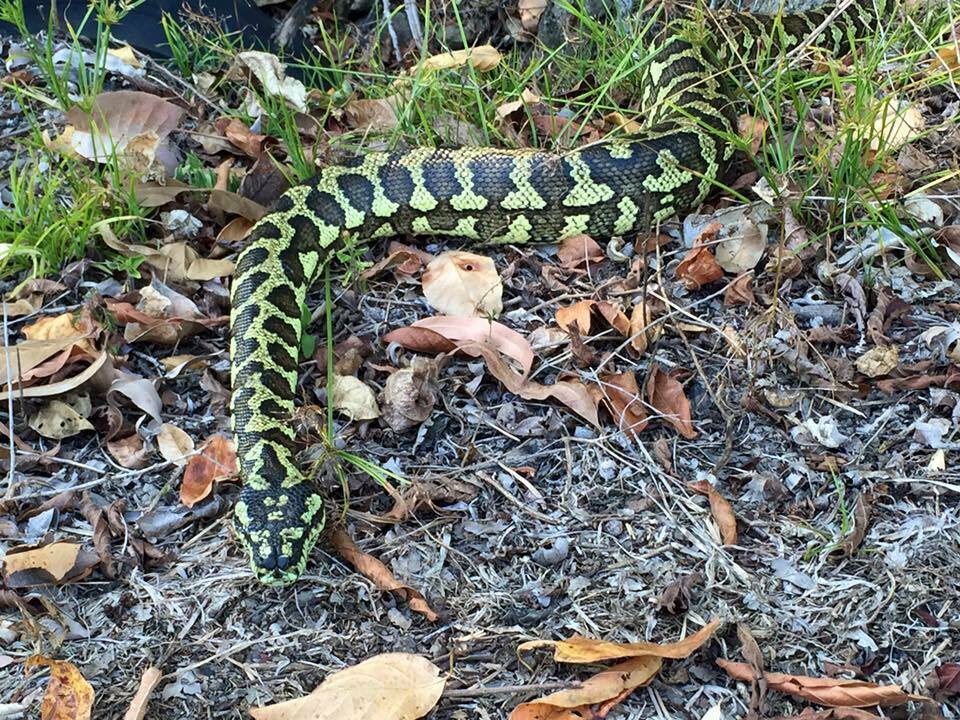 Jungle Carpet Python from Edmonton QLD 4869, Australia on January 31 ...