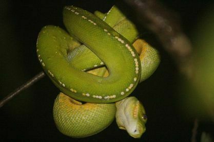 Southern Green Python from Lockhart River QLD 4892, Australia on ...