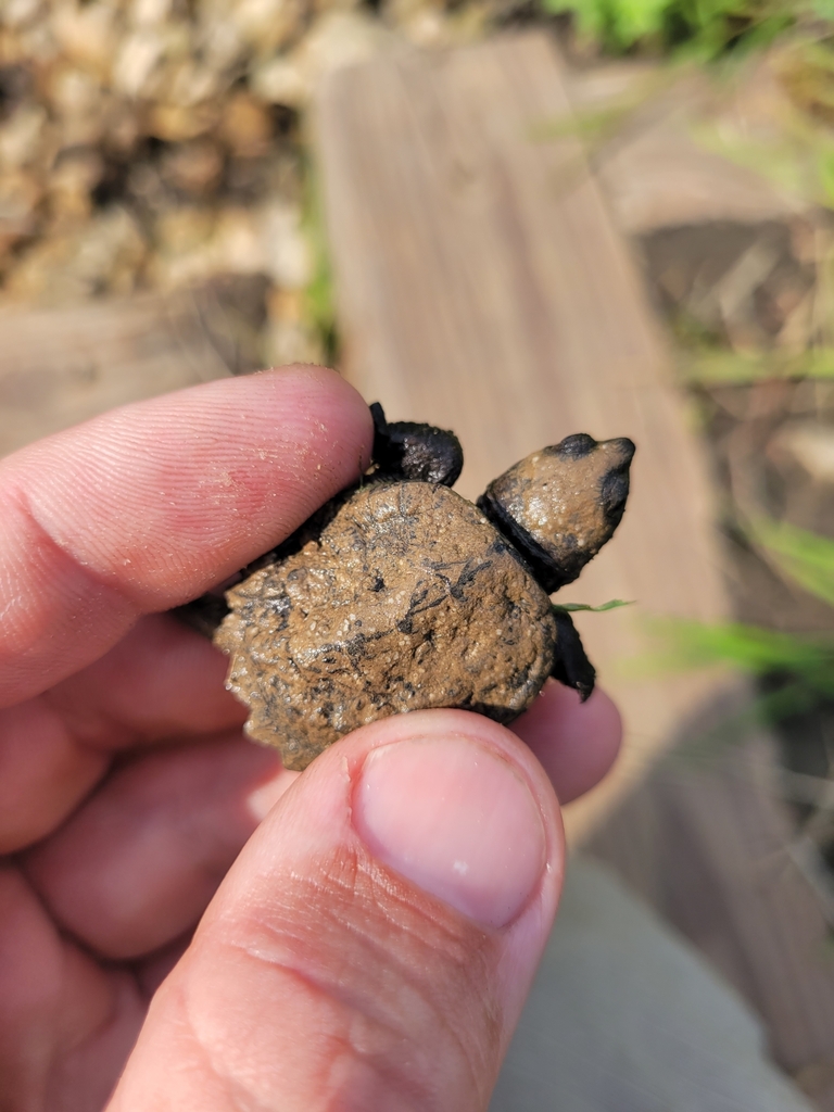 Common Snapping Turtle from Pokagon Township, MI, USA on September 16 ...