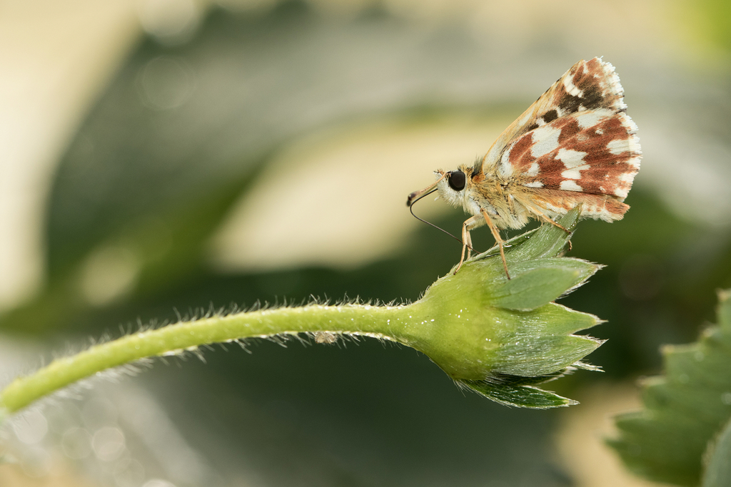 Red-underwing Skipper from Limousin, France on August 21, 2018 at 11:01 ...