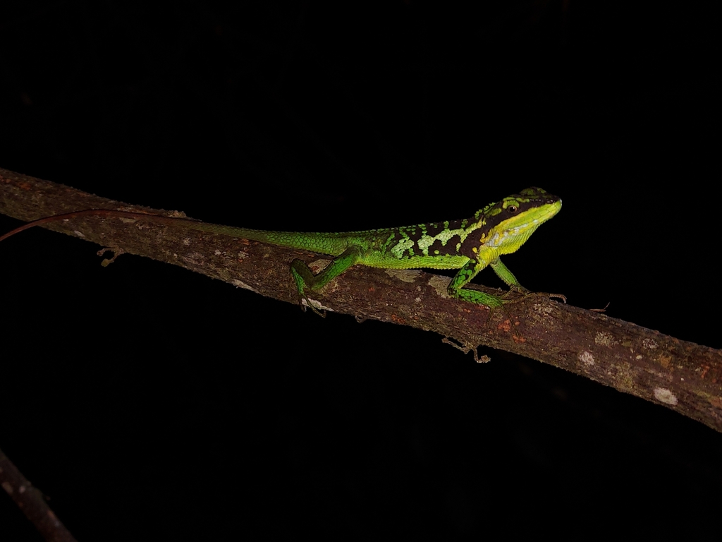 Lue's Mountain Lizard in October 2022 by 林宗翰 · iNaturalist