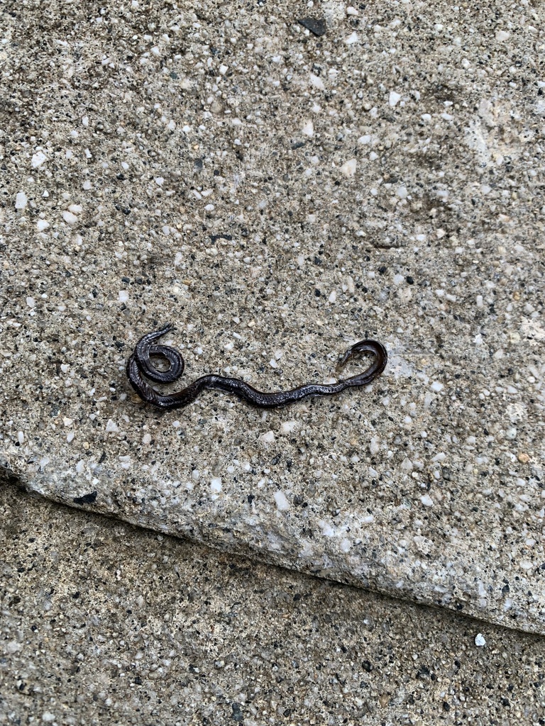 Snakes from Puerto Rico, Cayey, Puerto Rico, US on October 6, 2022 at ...