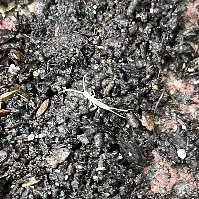 Campodea from Ligusterstraße, Herrenberg, Baden-Württemberg, DE on ...