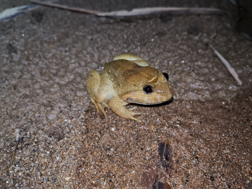 Ban Khun Klang Wart Frog from ตำบล แม่ฟ้าหลวง อำเภอ แม่ฟ้าหลวง เชียงราย ...