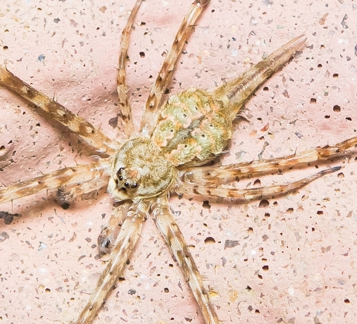 Two-tailed spiders from Mtunzini on October 02, 2022 at 11:28 AM by ...