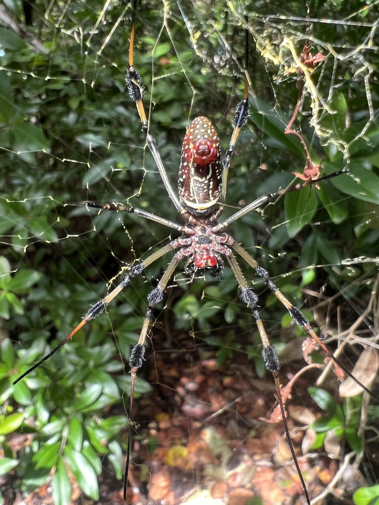 Golden Silk Spider from Blue Lagoon Island, BS on October 2, 2022 at 12 ...
