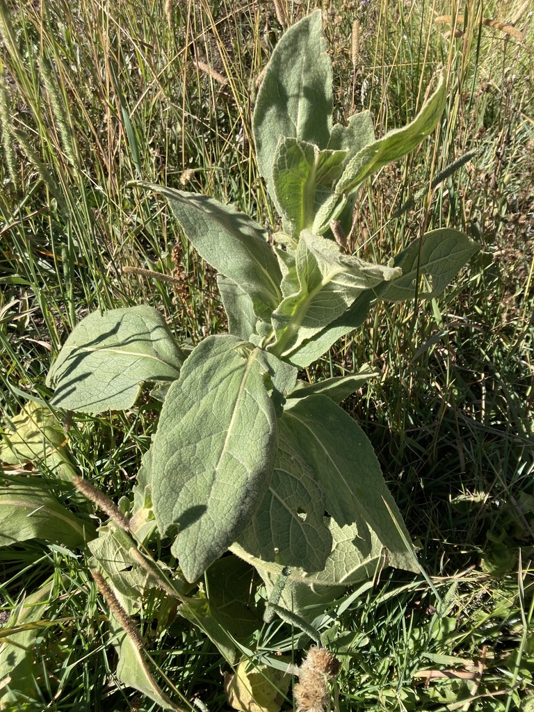 Heart-podded Hoary Cress from Lake Tahoe Basin Management Unit, South ...