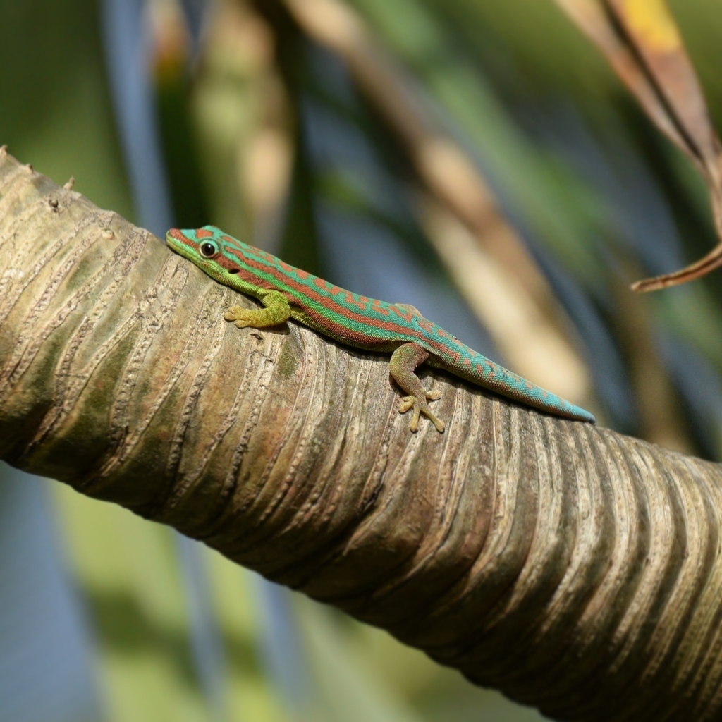 Bluetail Day Gecko from Trou aux biches beach, Trou-aux-Biches ...