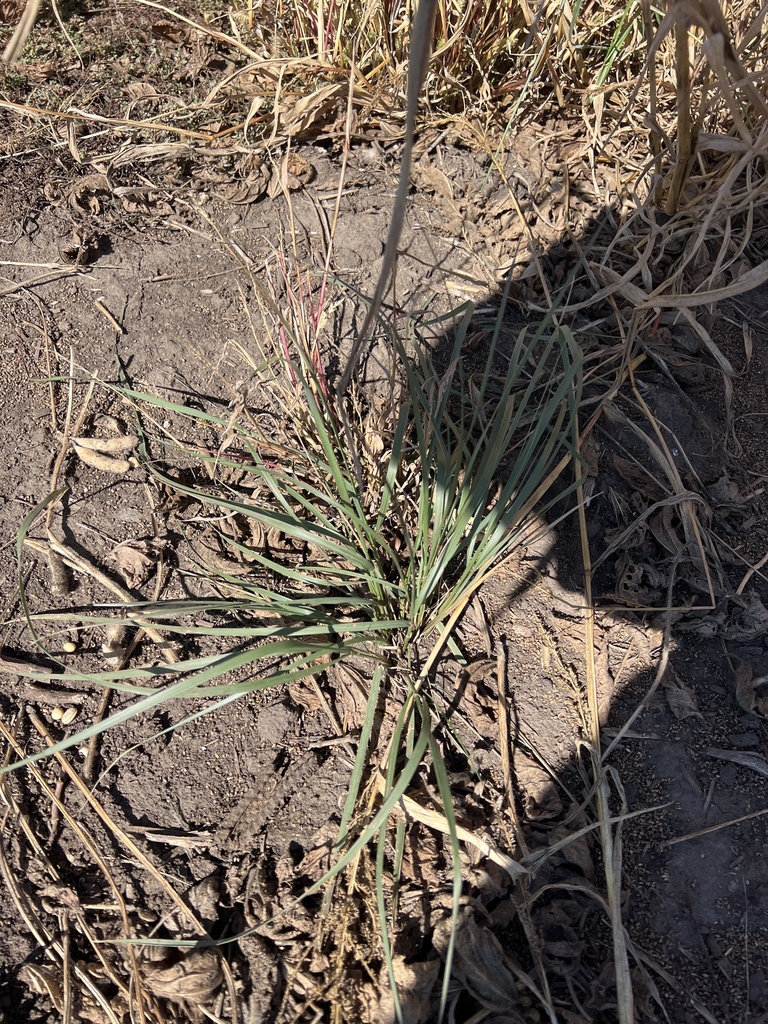 green needlegrass from Brookings, SD, US on October 06, 2022 at 01:14 ...