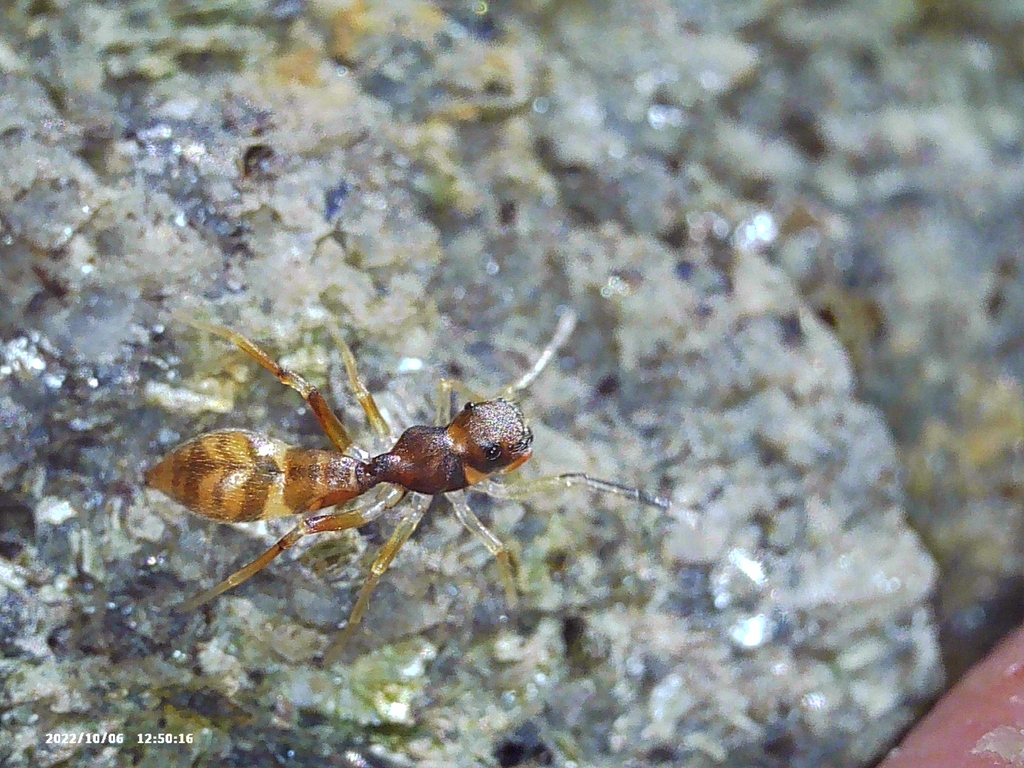 Slender Ant-mimic Jumping Spider from 11 Windy Ridge Rd, Warren, CT ...