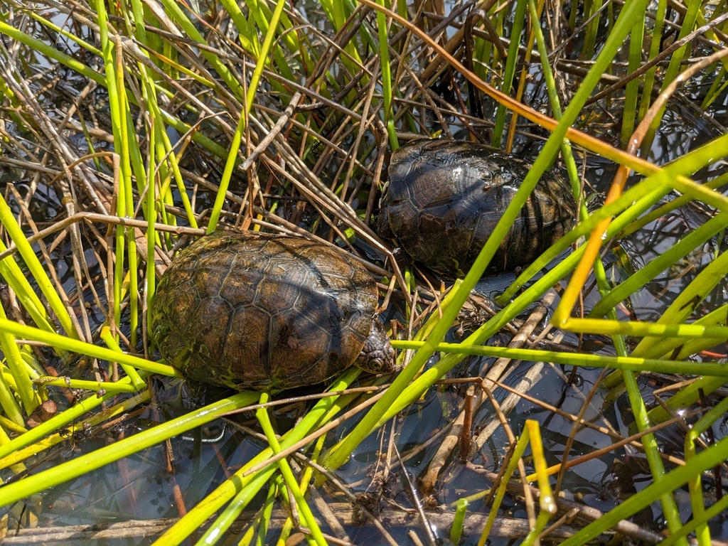 Cape Terrapin from Stellenbosch, South Africa on October 5, 2022 at 09: ...