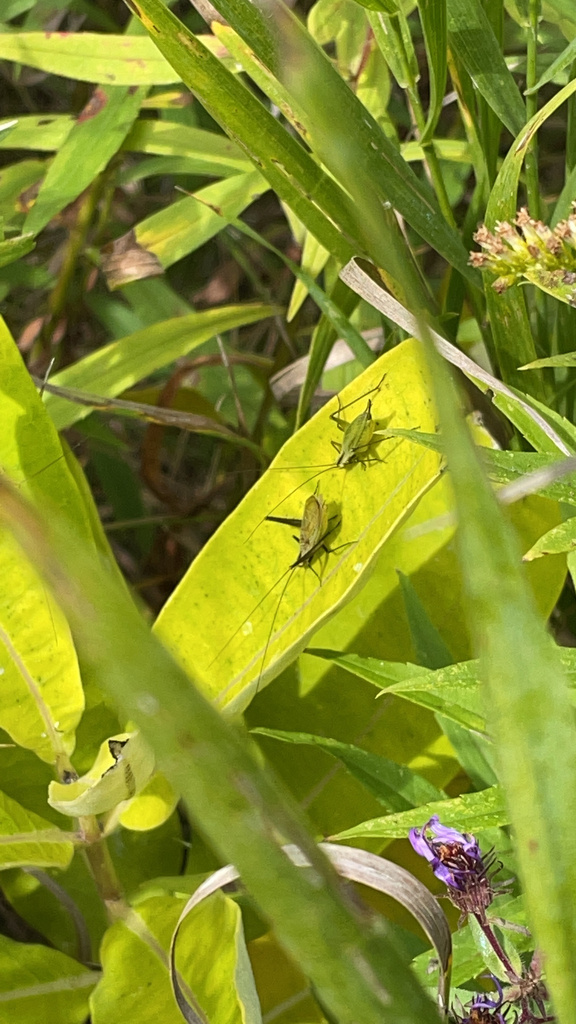 Black-horned Tree Cricket from The Arboretum, University of Guelph ...