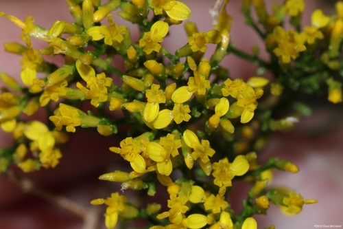 Sticky snakeweed (Gutierrezia microcephala)