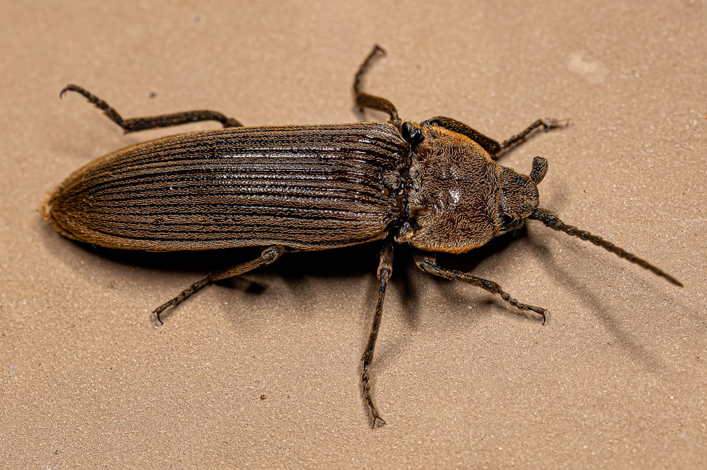 Click Beetles from UEMS - UUC Cassilândia - Laboratórios e Biblioteca ...