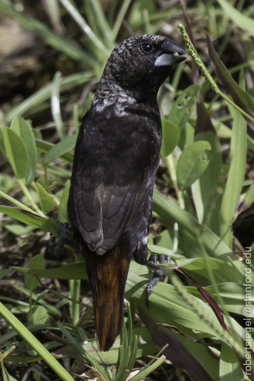 Mottled Munia from Kolonia, Pohnpei, Micronesia on May 26, 2018 at 04: ...