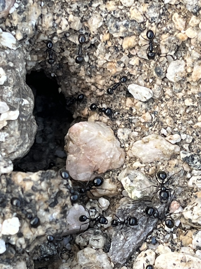 Veromessor pergandei from Santa Rosa and San Jacinto Mountains National ...