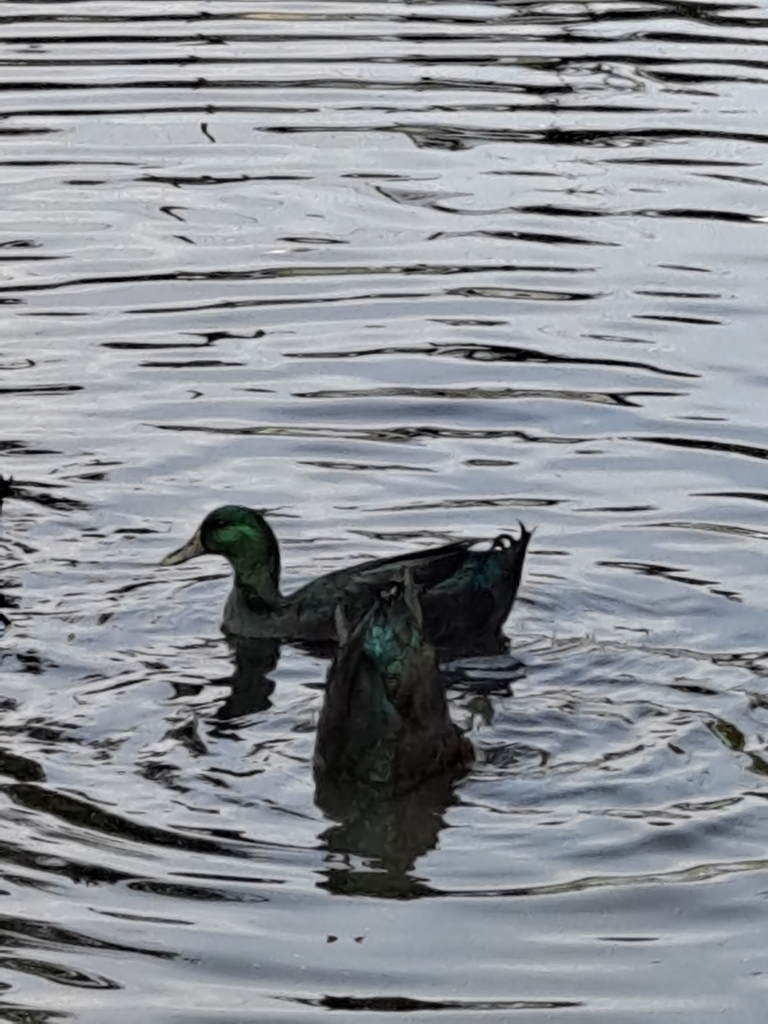 Domestic Mallard from Licton Springs, Seattle, WA, USA on October 06 ...