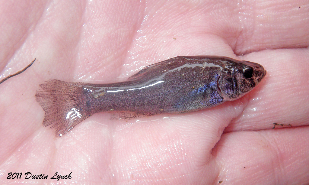 Pirate Perch from North Fork Saline River at Sanders Ford, Saline Co ...
