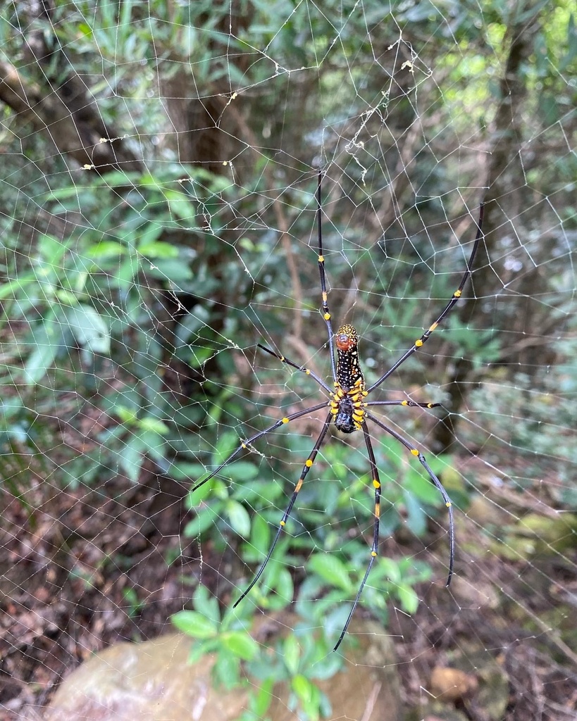 Giant Golden Orbweaver in October 2022 by Ruben Canlas Jr. · iNaturalist