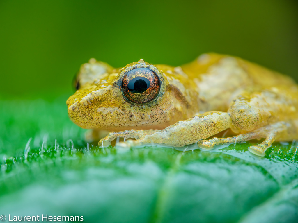 Golden-groined Robber Frog from Perez Zeledon, San Jose, CR on ...