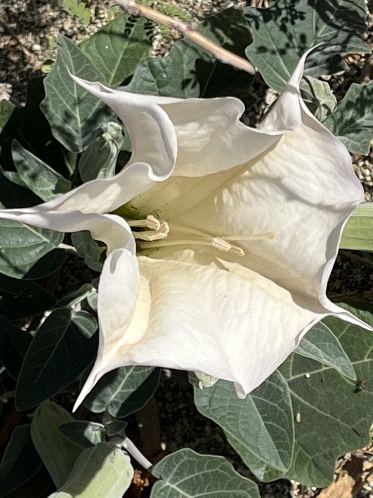 Sacred Datura from Santa Rosa and San Jacinto Mountains National ...