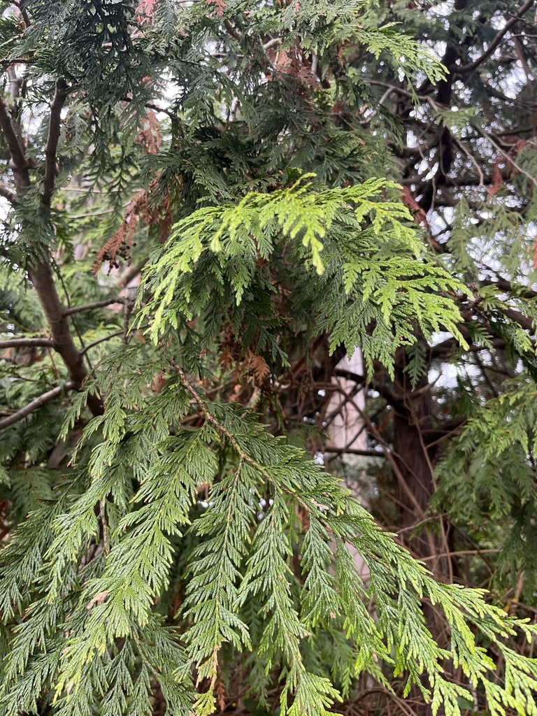 western redcedar from Cal Poly Humboldt, Arcata, CA, US on October 05 ...
