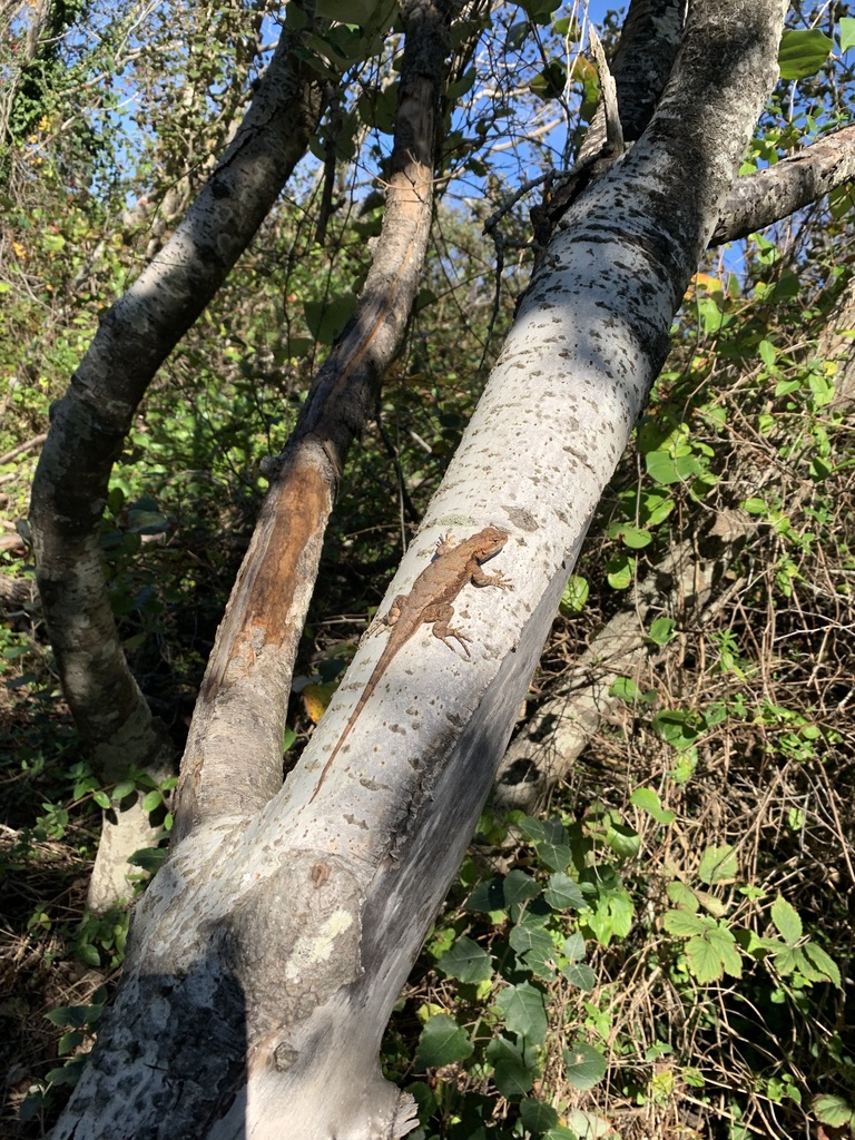 Eastern Fence Lizard from Cape Island, Cape May, NJ, US on October 06 ...