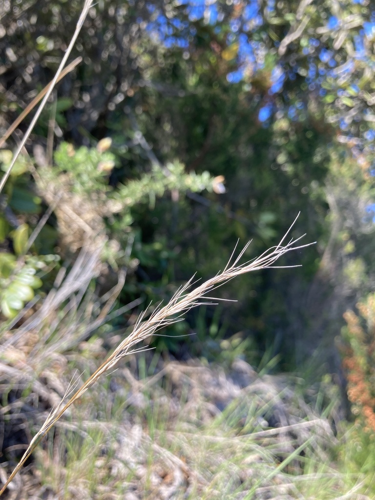 purple wiregrass from Mauao Historic Reserve, Mount Maunganui, Bay of ...