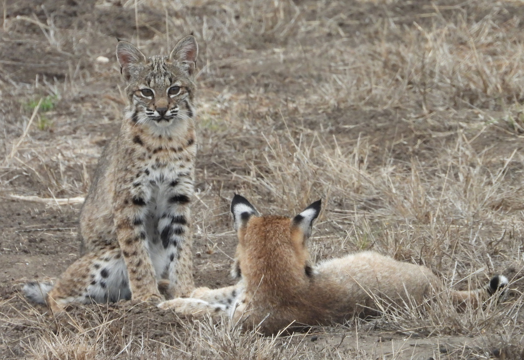 Bobcat from Half Moon Bay, CA 94019, USA on October 06, 2022 at 05:31 ...