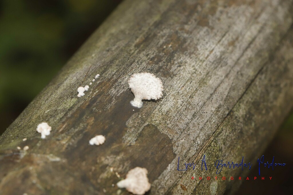 splitgill mushroom from Cielo Abierto café , Coatepec, Ver., México on ...