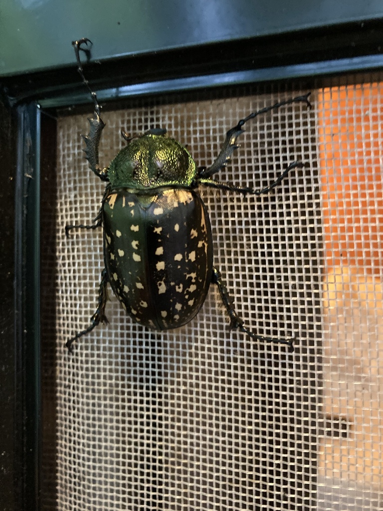 Formosan Long-armed Scarab in September 2022 by Dora Chen · iNaturalist