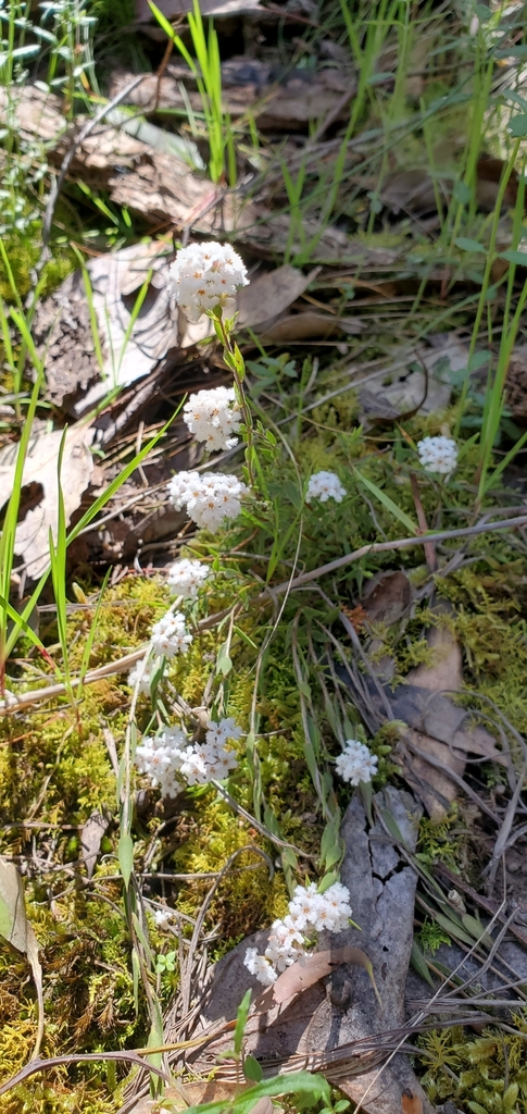 common beard-heath from Kilsyth VIC 3137, Australia on October 7, 2022 ...