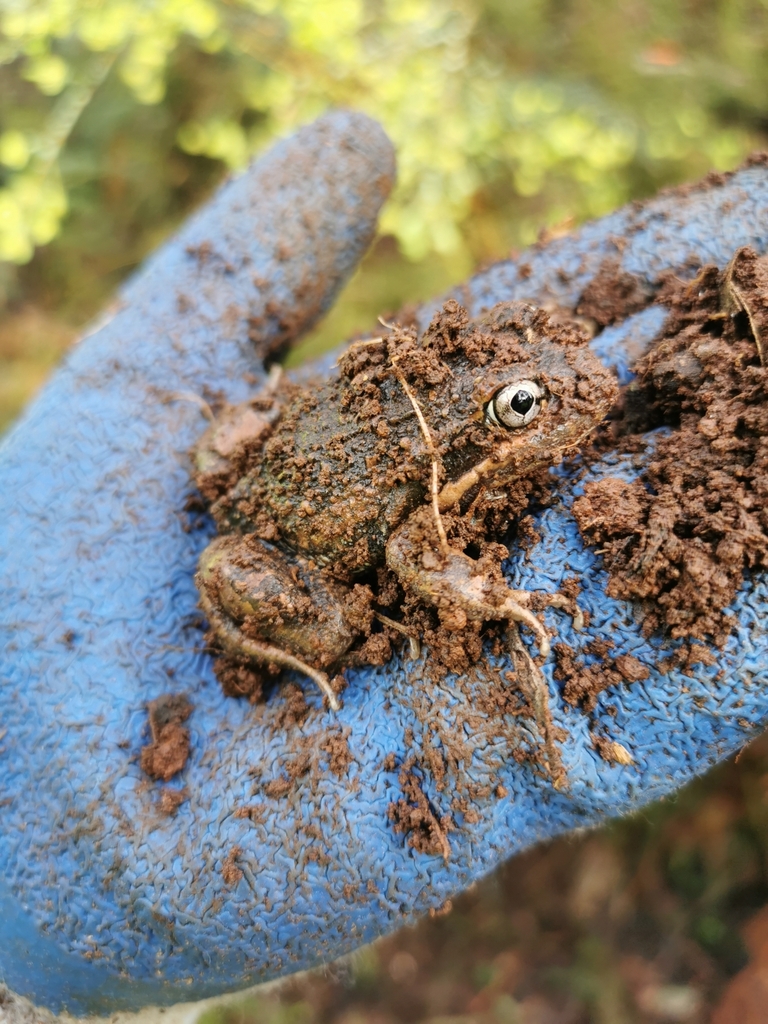Eastern Banjo Frog from Yarra Ranges - Dandenongs, AU-VI, AU on October ...