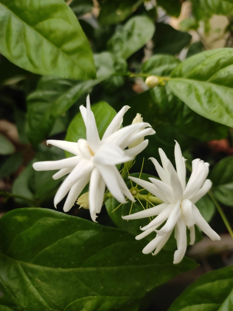 jasmine from Highland Apartment Block-B, HIGHLAND APARTMENT, Sector 12 ...