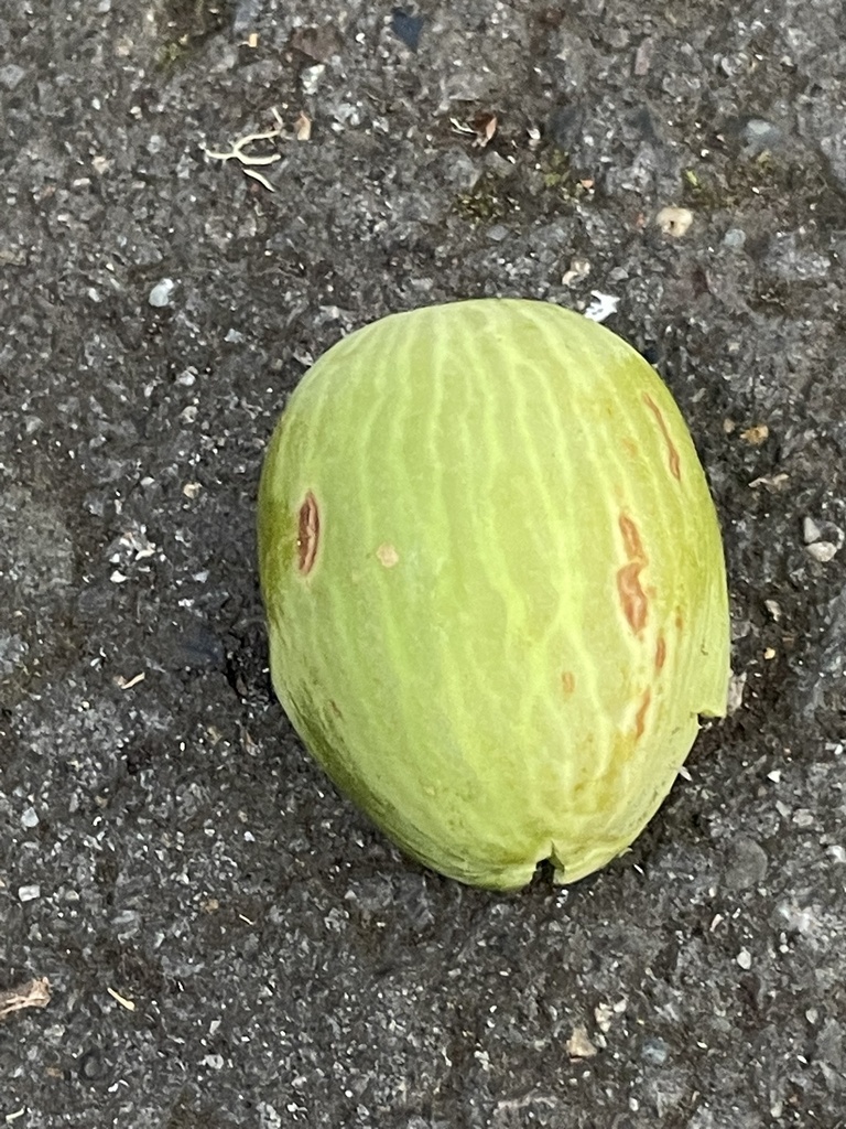 California torreya from Samuel P. Taylor State Park, Nicasio, CA, US on ...