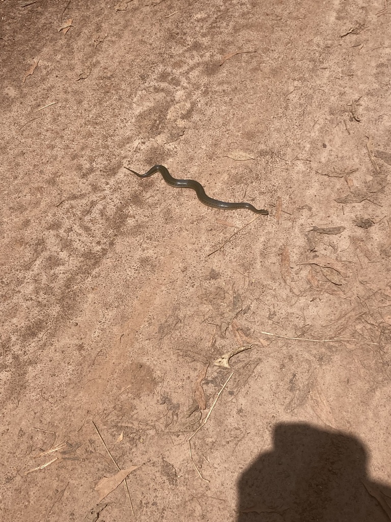 Mekong Mud Snake from Na Kwang, Mueang Udon Thani, Udon Thani, TH on ...