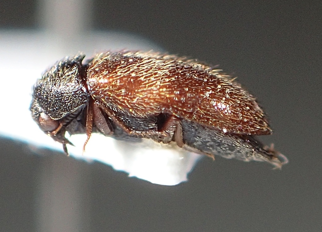 Trogoderma from Neale WA 6440, Australia on August 23, 2022 at 02:16 PM ...