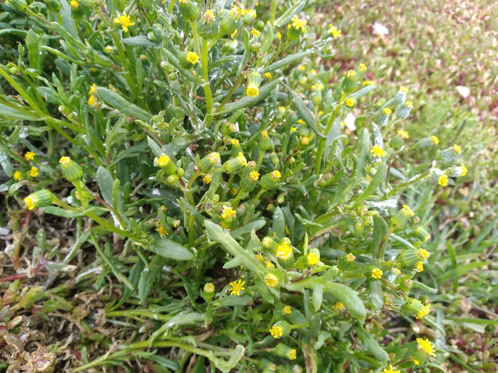 Shore Groundsel from Herbert 9495, New Zealand on December 29, 2021 at ...