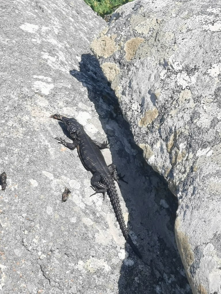Karoo Girdled Lizard from West Coast District Municipality, South ...