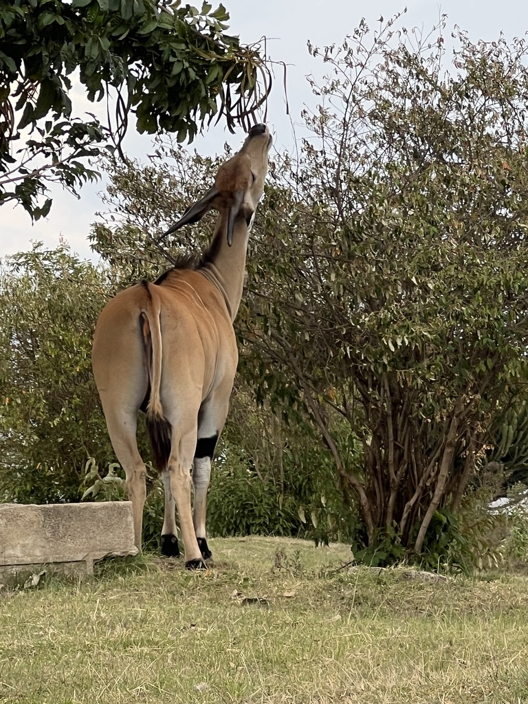 East African Eland from Maasai Mara National Reserve, Kilgoris, Narok ...