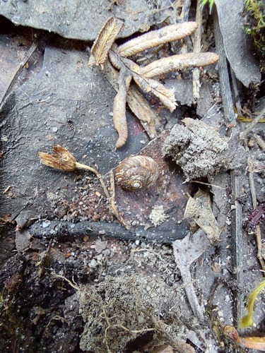 Annoselix dolosa · iNaturalist