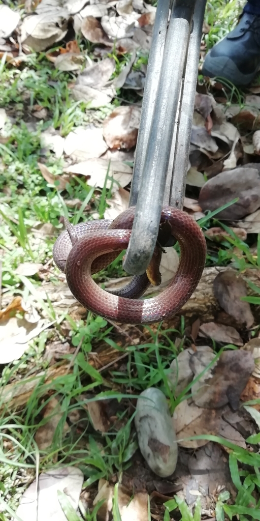 Hallowell's Ground Snake from Villavicencio on October 06, 2022 at 10: ...