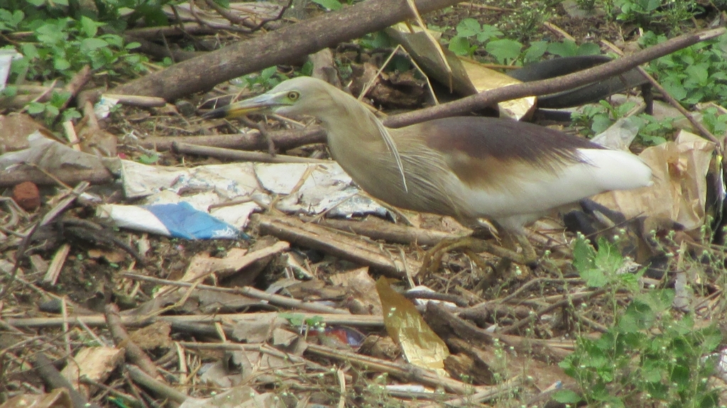 Indian Pond Heron from F7VJ+8VV, Ramabhadrapuram, Andhra Pradesh 535579 ...